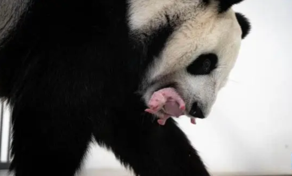 Russia's first giant panda cub born - Solucky Steel